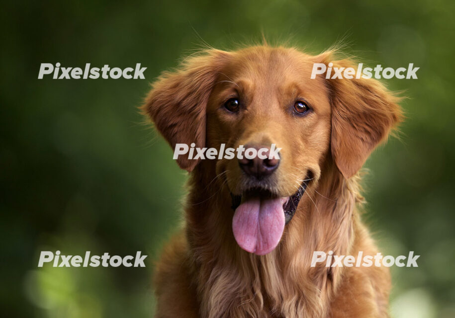 Watermark Remover - Wasserzeichen entfernen mit nur 1-Klick